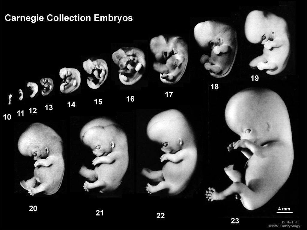 Embryo Wallpapers - Top Free Embryo Backgrounds - WallpaperAccess