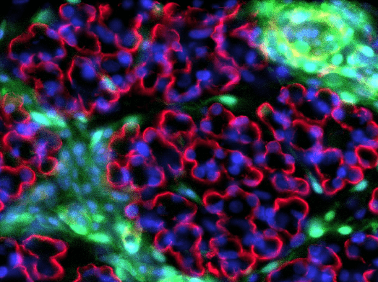 Embryo Wallpapers - Top Free Embryo Backgrounds - WallpaperAccess