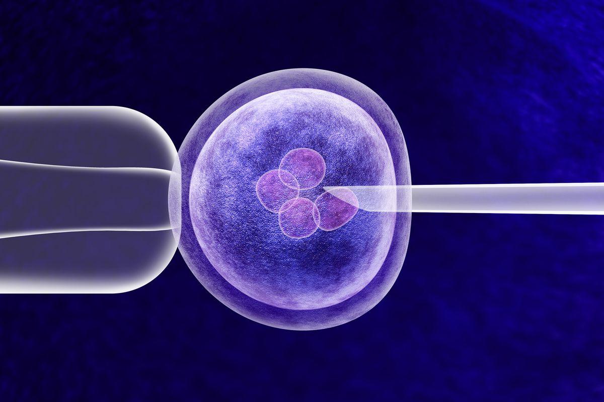 Embryo Wallpapers - Top Free Embryo Backgrounds - WallpaperAccess