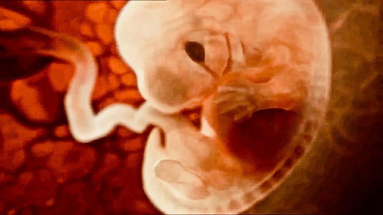 Embryo Wallpapers - Top Free Embryo Backgrounds - WallpaperAccess