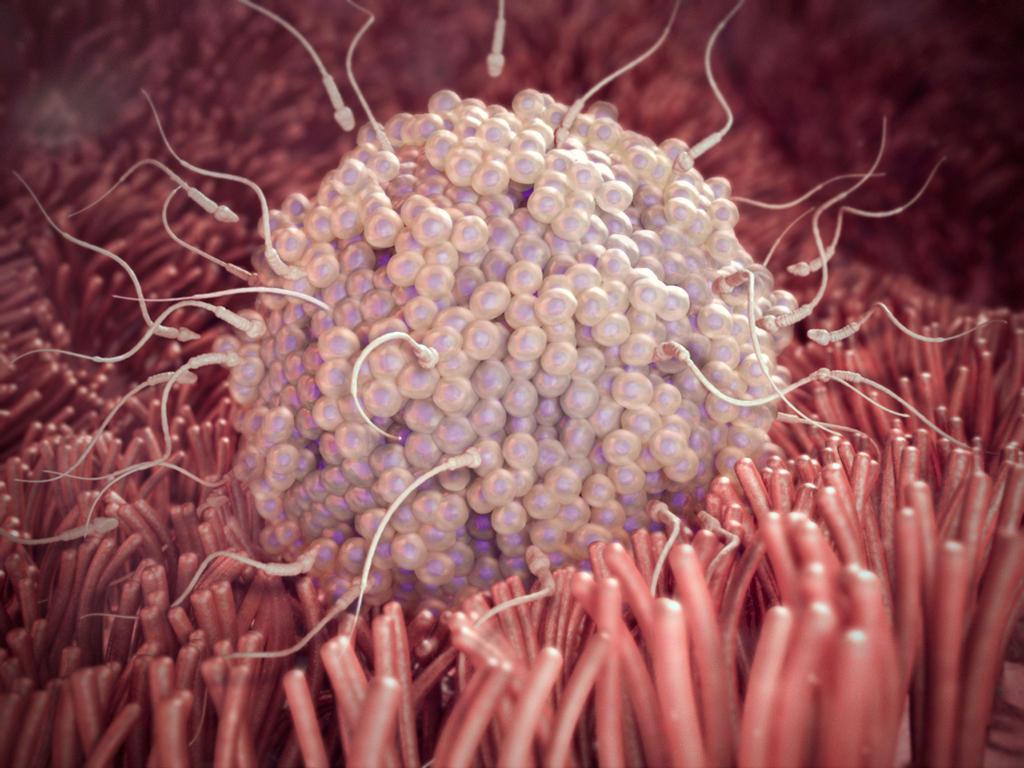 Embryo Wallpapers - Top Free Embryo Backgrounds - WallpaperAccess