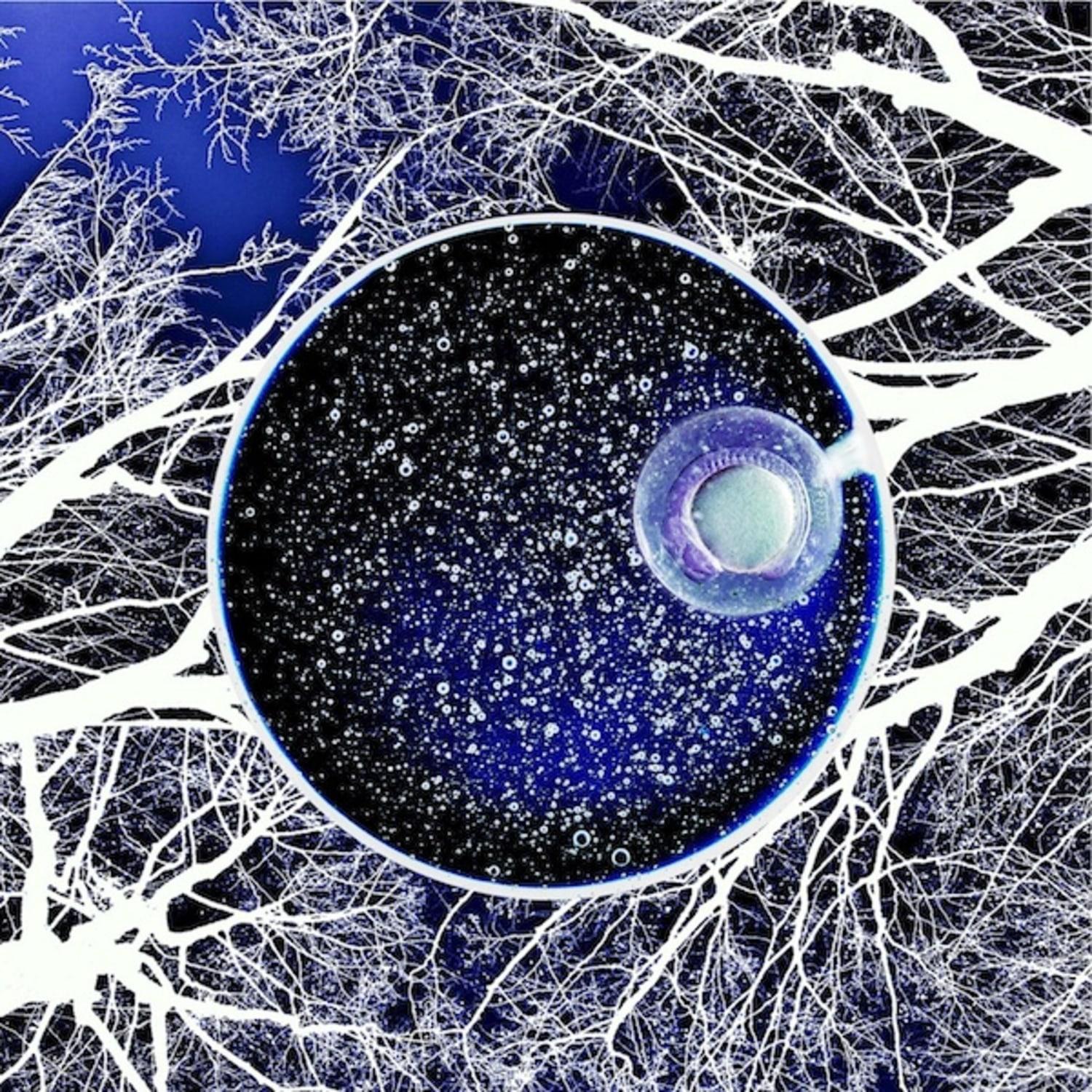 Embryo Wallpapers - Top Free Embryo Backgrounds - WallpaperAccess