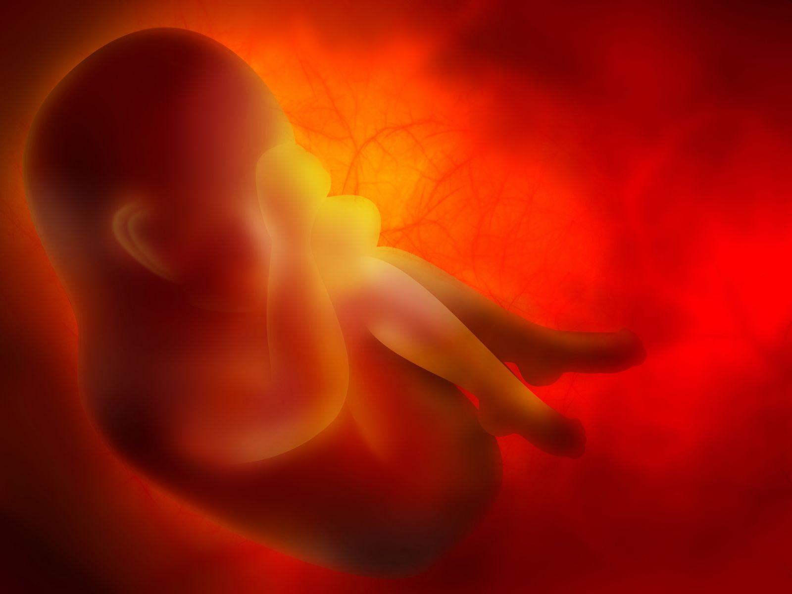 Embryo Wallpapers - Top Free Embryo Backgrounds - WallpaperAccess
