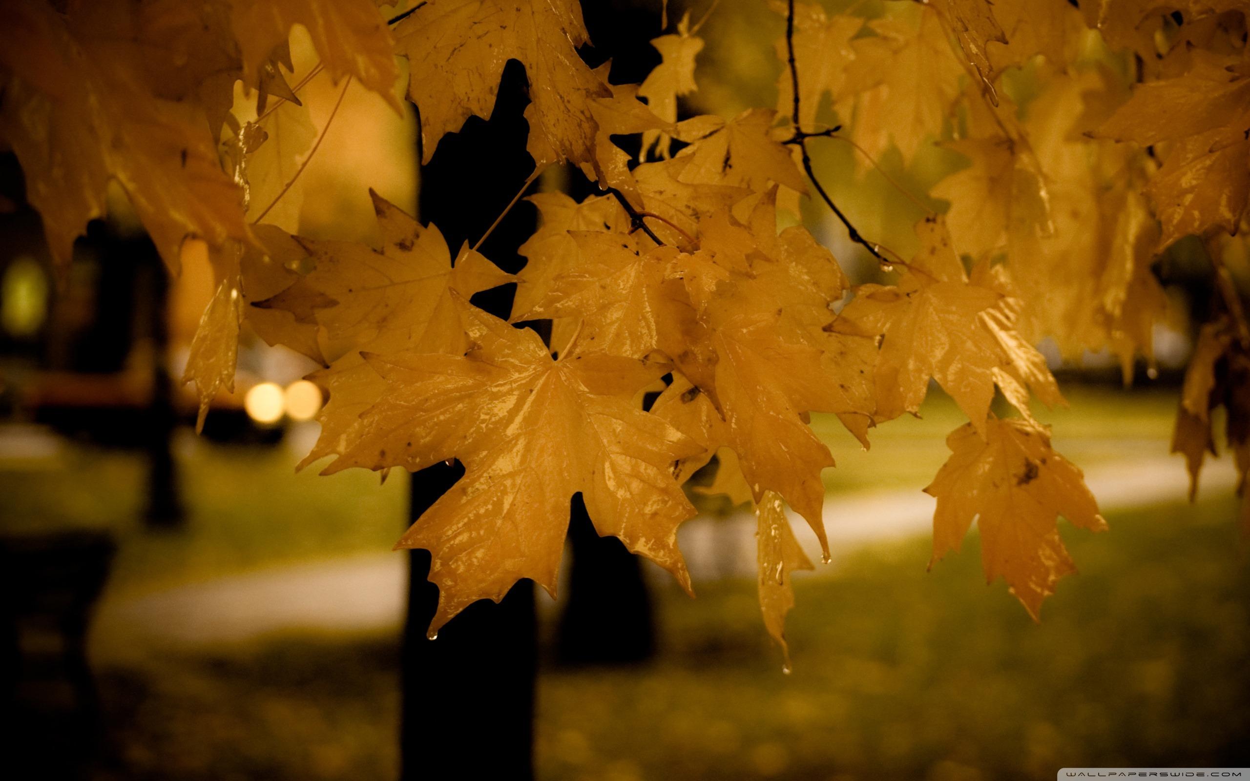 Drizzle Wallpapers - Top Free Drizzle Backgrounds - WallpaperAccess