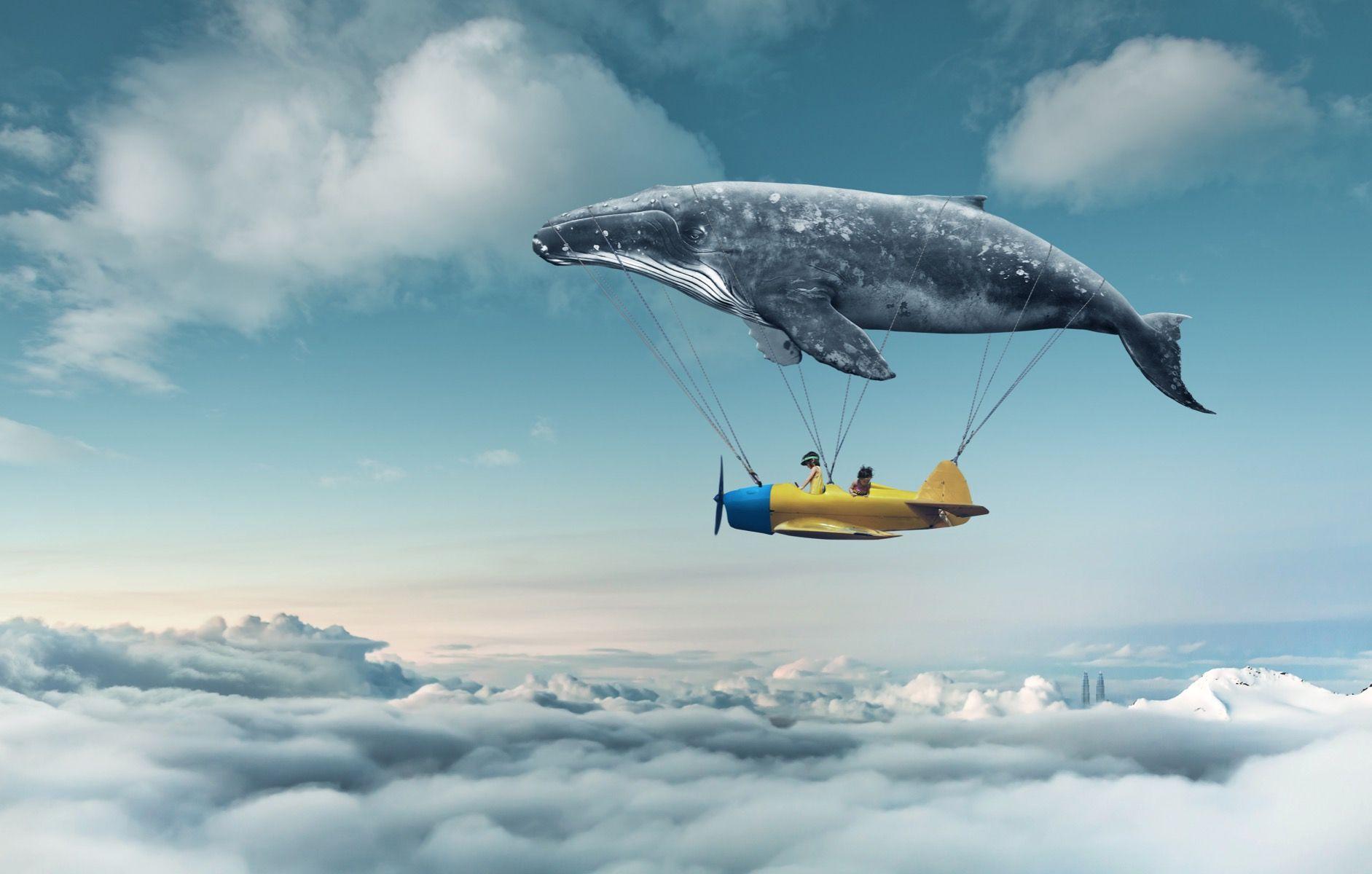 Flying Whales Wallpapers - Top Free Flying Whales Backgrounds ...