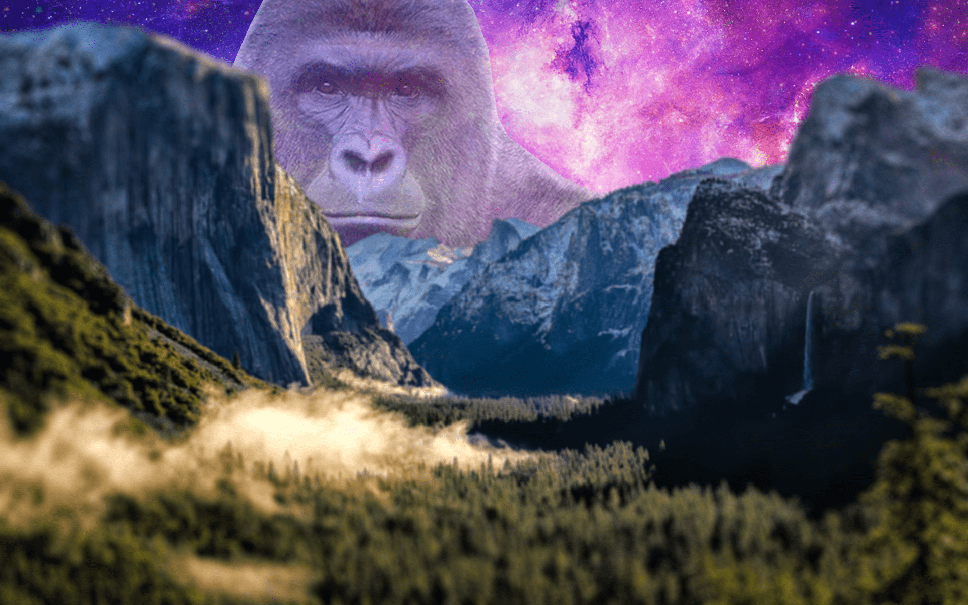 Harambe Wallpapers - Top Free Harambe Backgrounds - WallpaperAccess