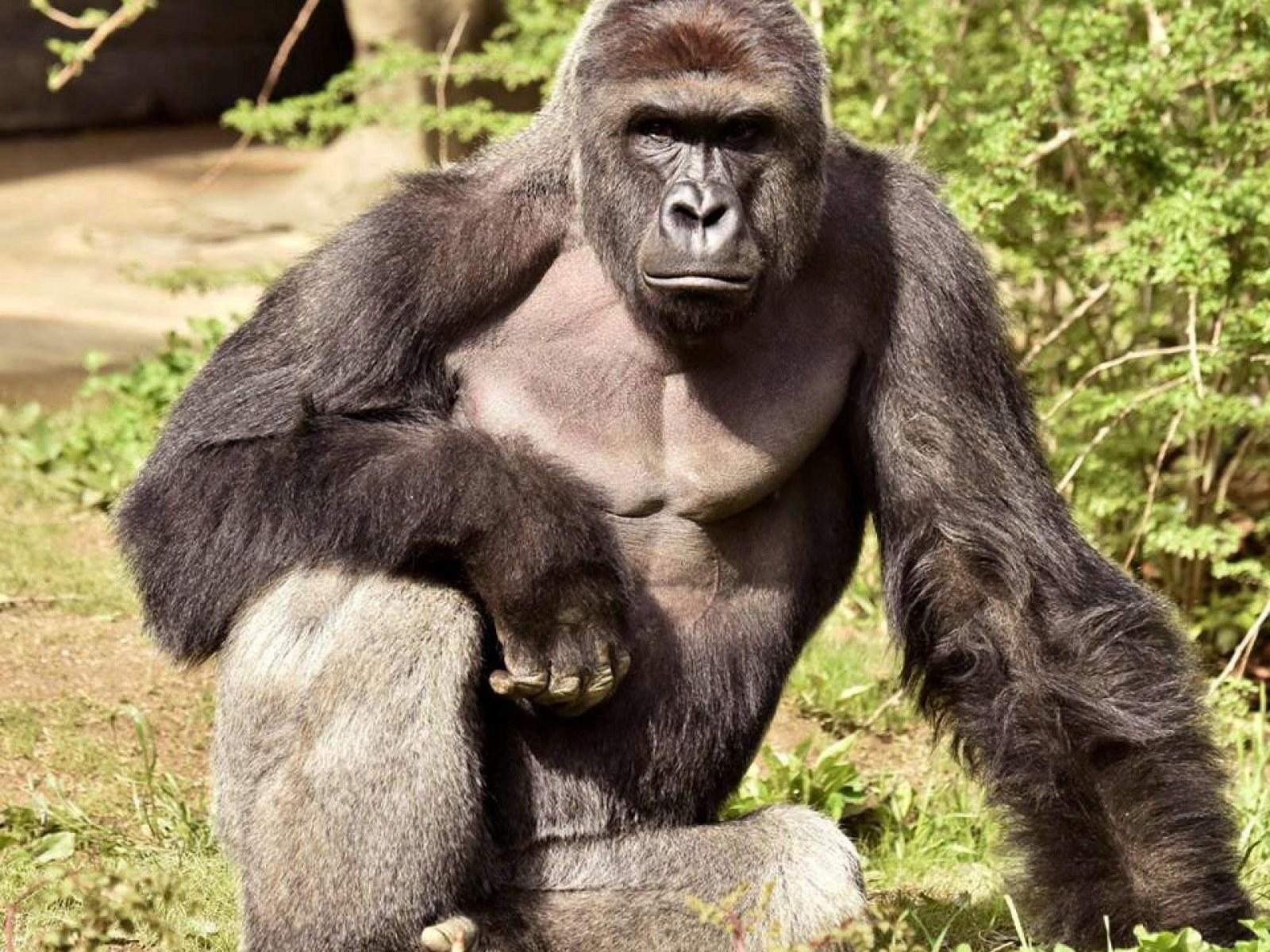 Harambe Wallpapers - Top Free Harambe Backgrounds - WallpaperAccess