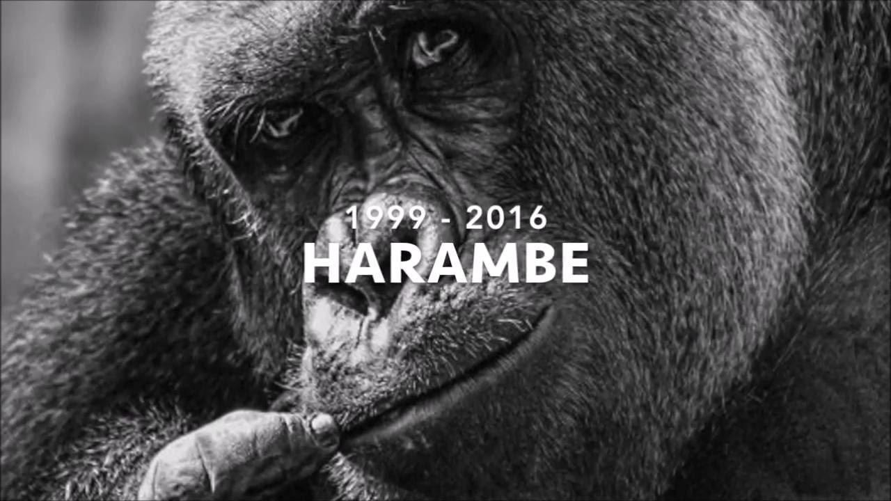 Harambe Wallpapers - Top Free Harambe Backgrounds - WallpaperAccess