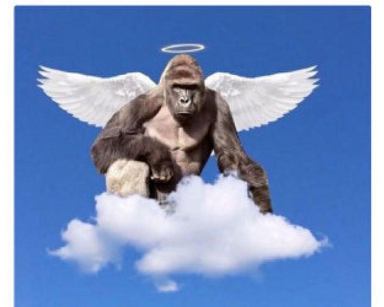 Harambe Wallpapers - Top Free Harambe Backgrounds - WallpaperAccess