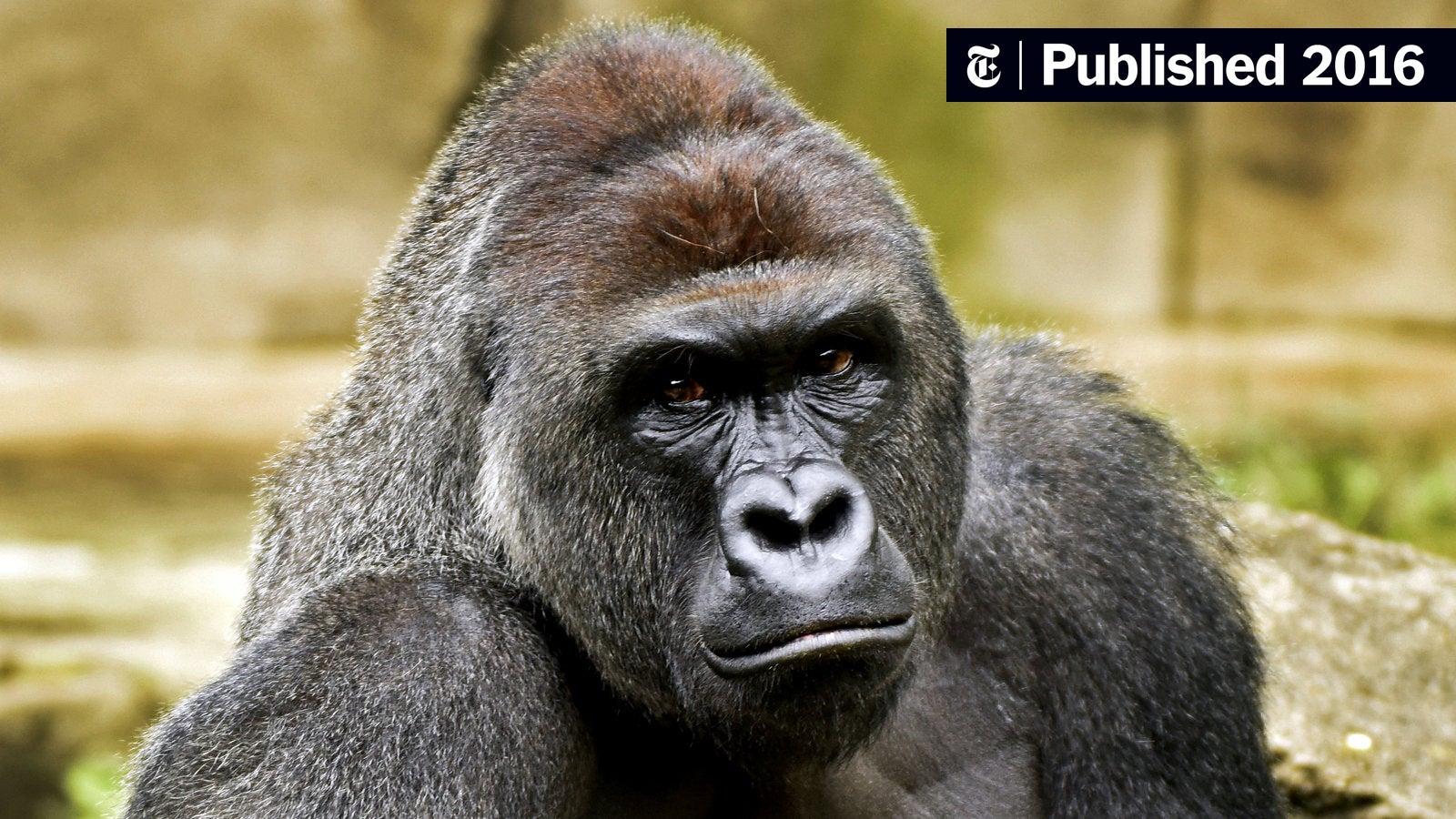 Harambe Wallpapers - Top Free Harambe Backgrounds - WallpaperAccess