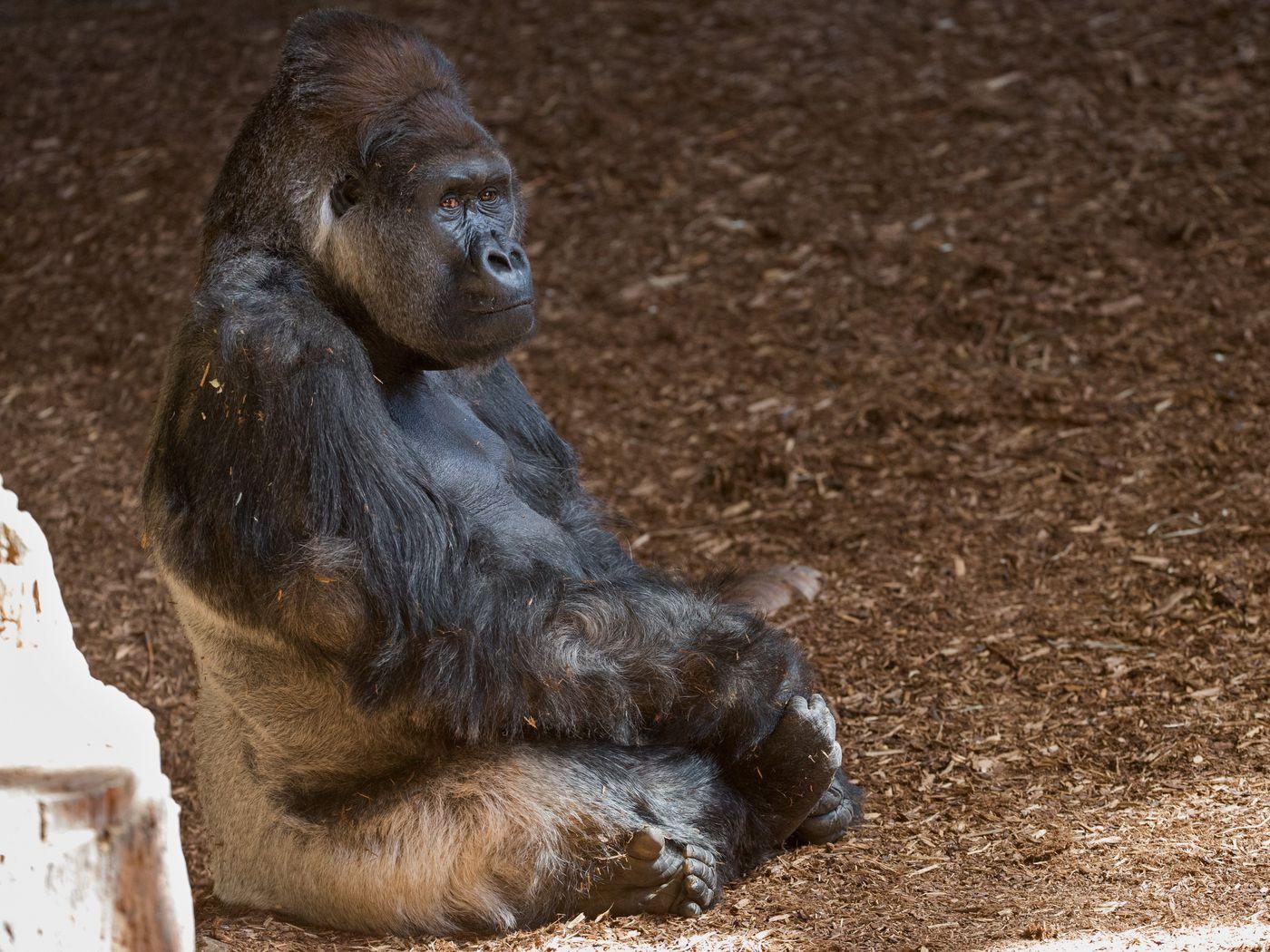 Harambe Wallpapers - Top Free Harambe Backgrounds - WallpaperAccess