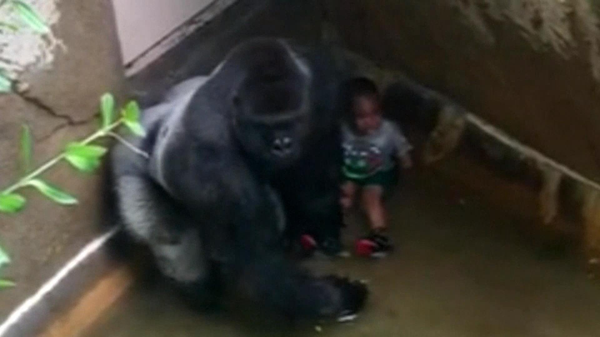 Harambe Wallpapers - Top Free Harambe Backgrounds - WallpaperAccess