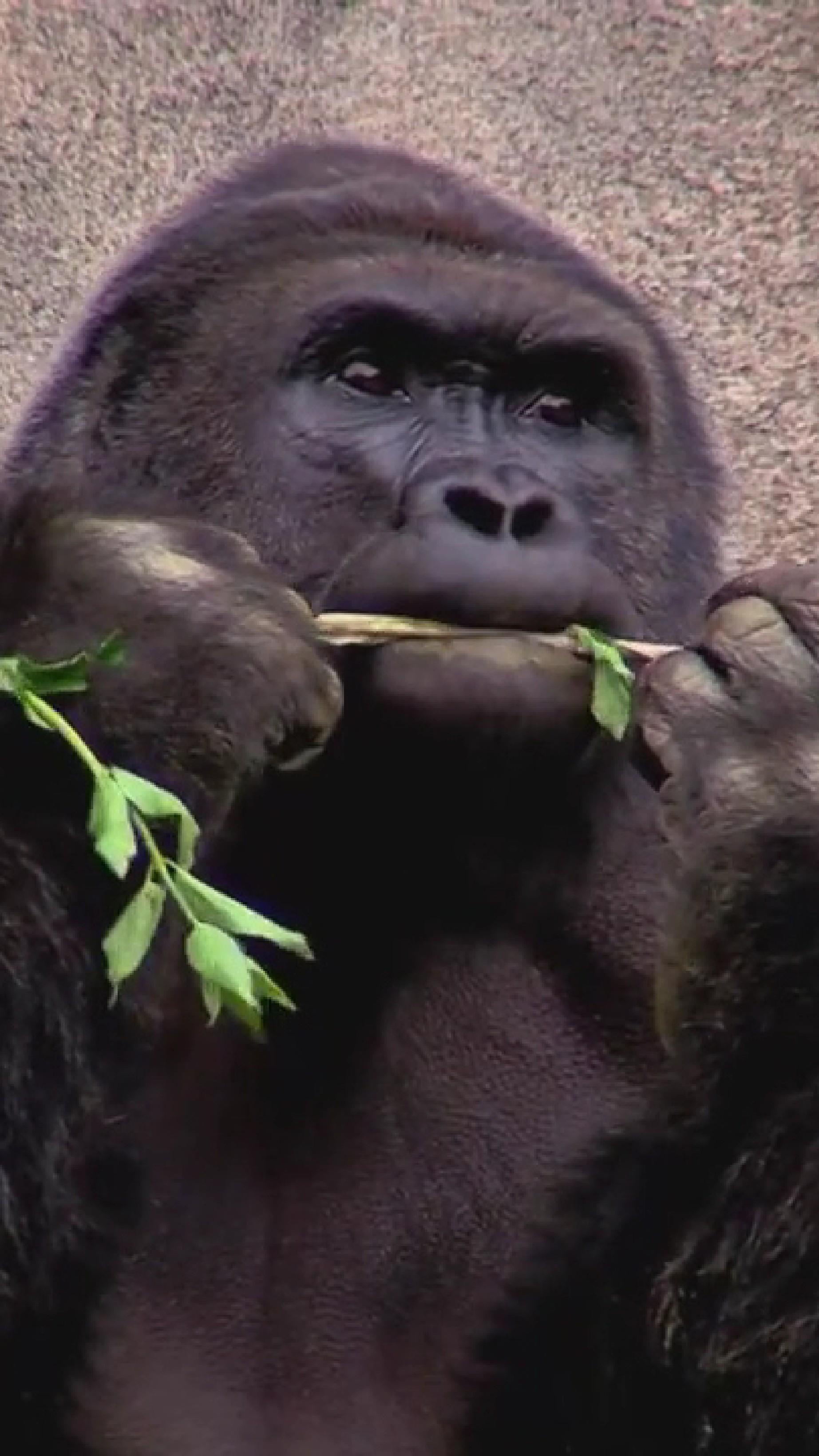 Harambe Wallpapers - Top Free Harambe Backgrounds - WallpaperAccess