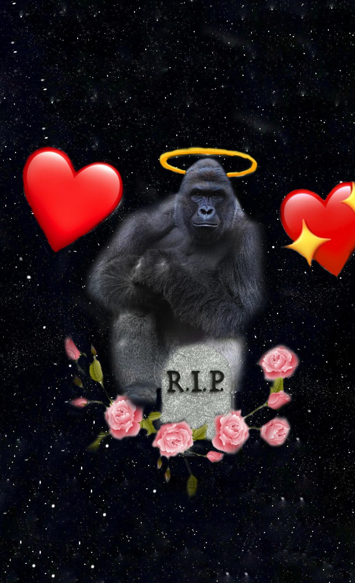 Harambe Wallpapers - Top Free Harambe Backgrounds - WallpaperAccess