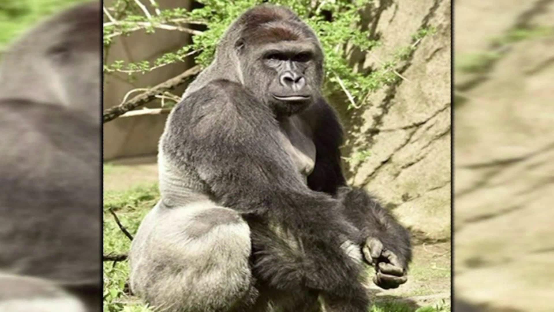 Harambe Wallpapers - Top Free Harambe Backgrounds - WallpaperAccess