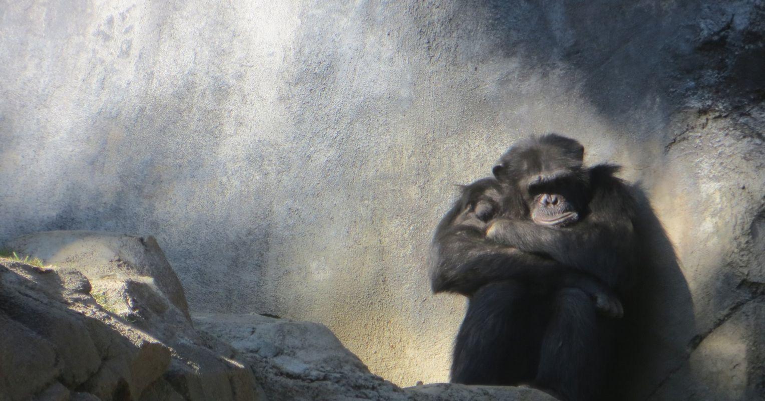 Harambe Wallpapers - Top Free Harambe Backgrounds - WallpaperAccess