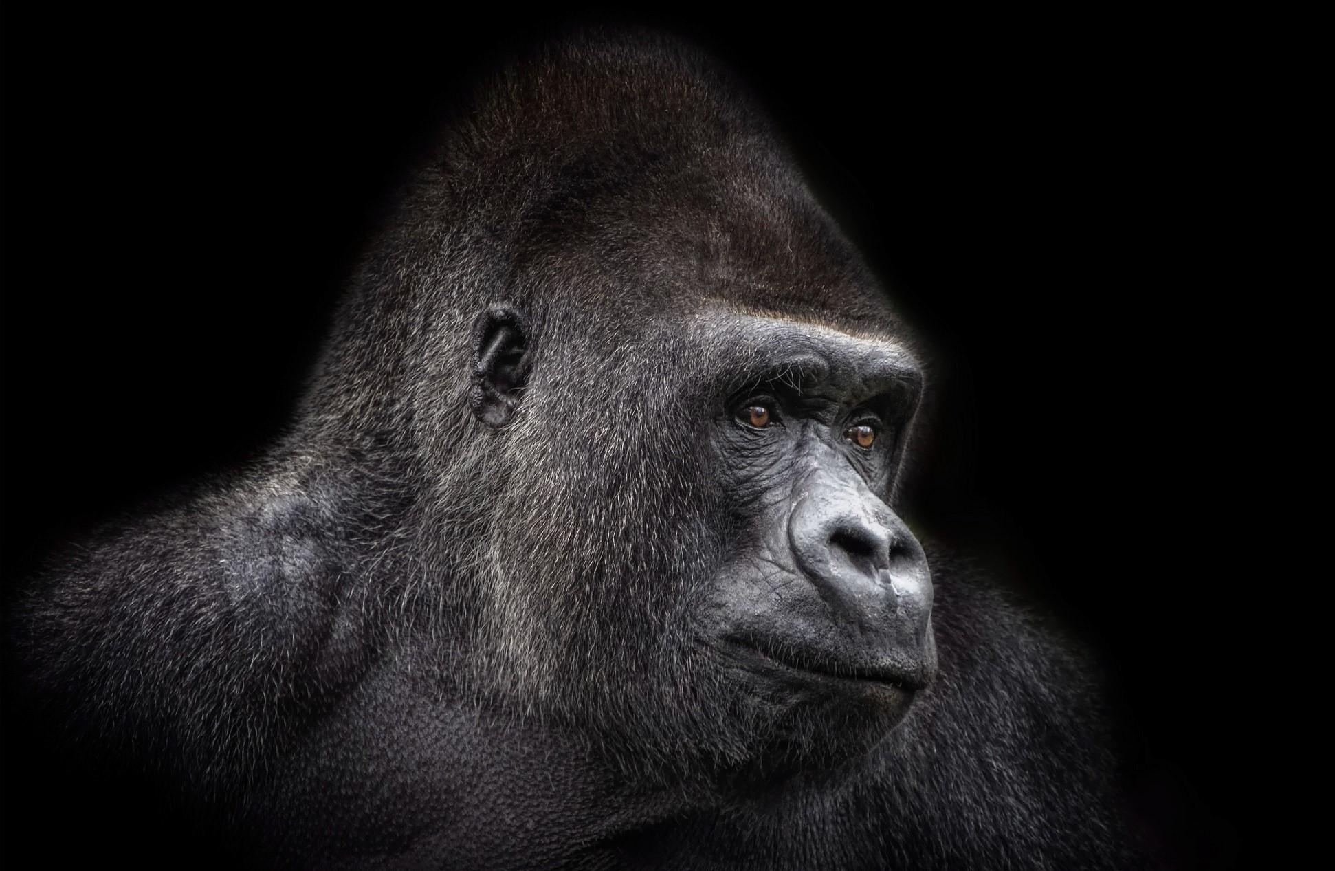 Harambe Wallpapers - Top Free Harambe Backgrounds - WallpaperAccess