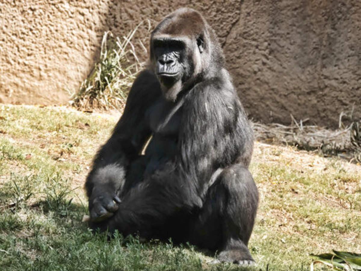 Harambe Wallpapers - Top Free Harambe Backgrounds - WallpaperAccess