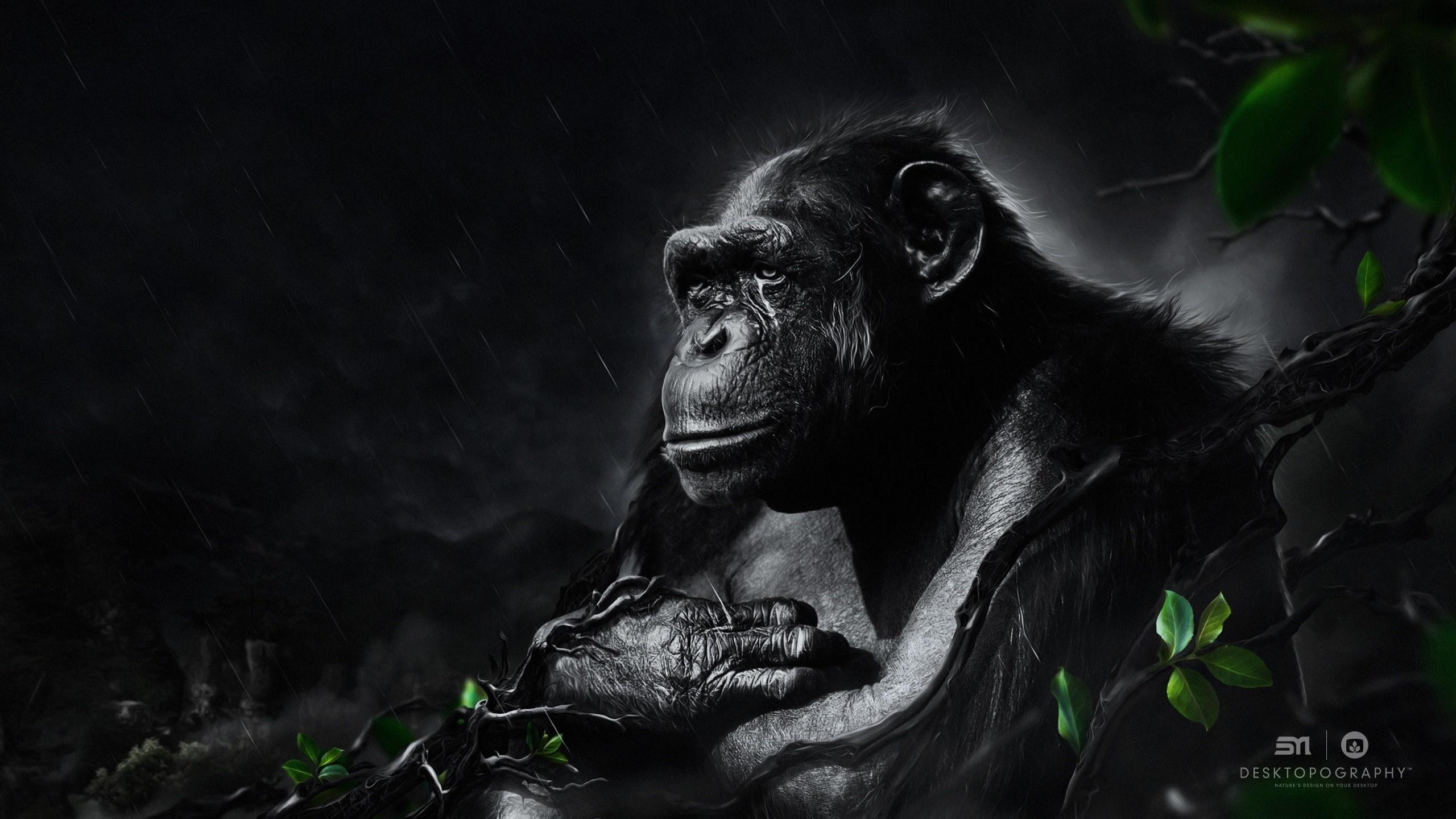 Harambe Wallpapers - Top Free Harambe Backgrounds - WallpaperAccess