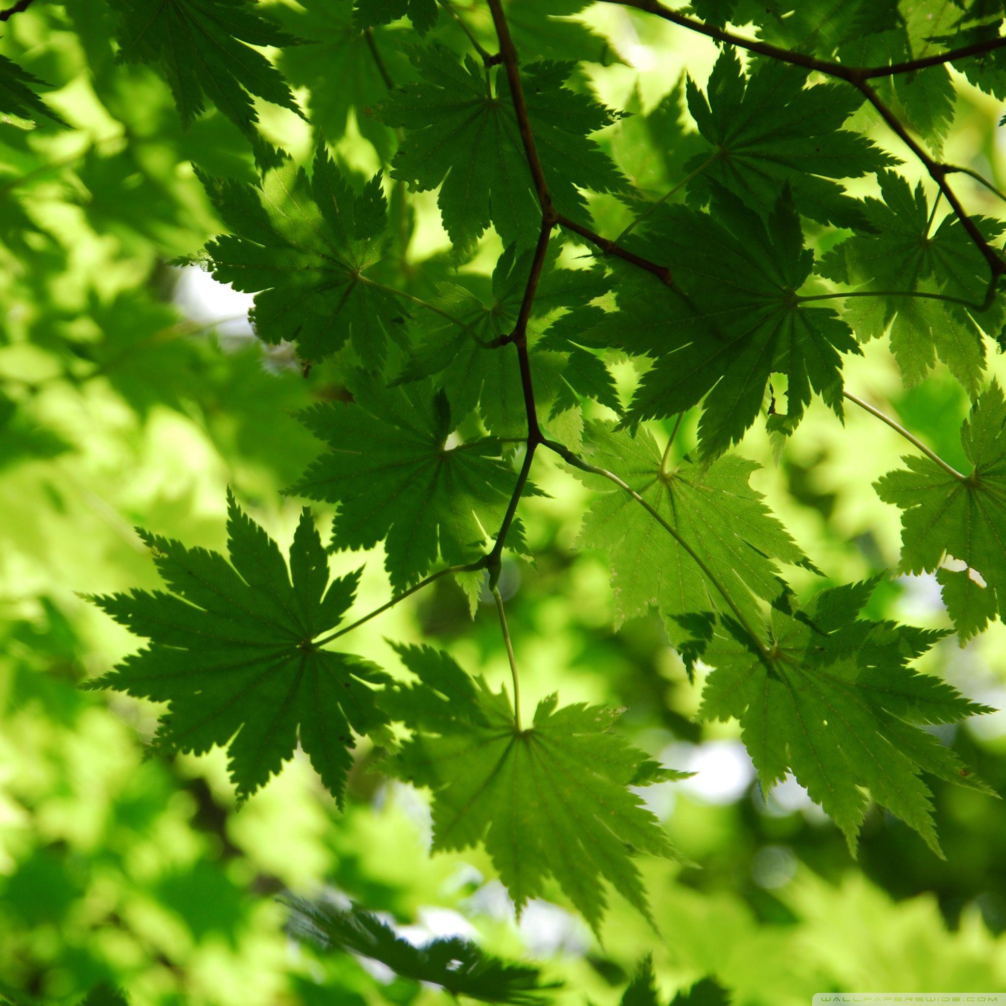 Green Tablet Wallpapers - Top Free Green Tablet Backgrounds ...