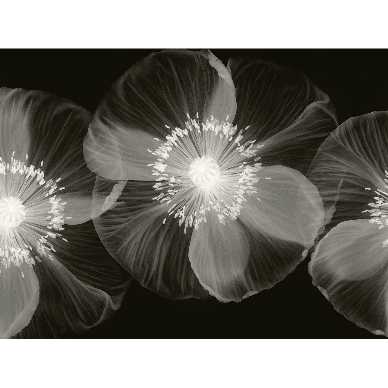 Opium Wallpapers - Top Free Opium Backgrounds - WallpaperAccess