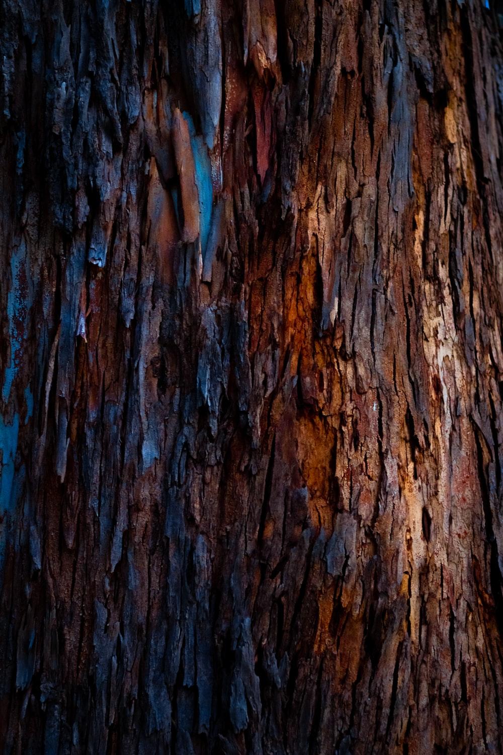Tree Bark Wallpapers - Top Free Tree Bark Backgrounds - WallpaperAccess
