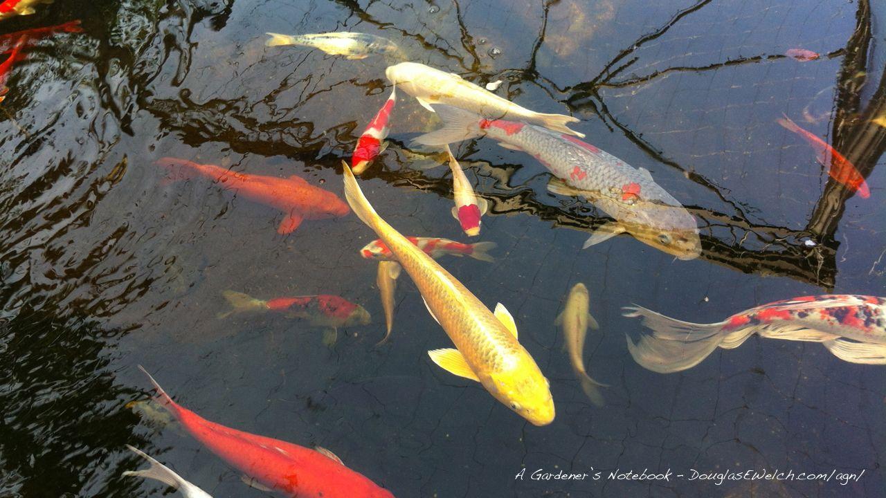 Koi Pond Wallpapers - Top Free Koi Pond Backgrounds - WallpaperAccess
