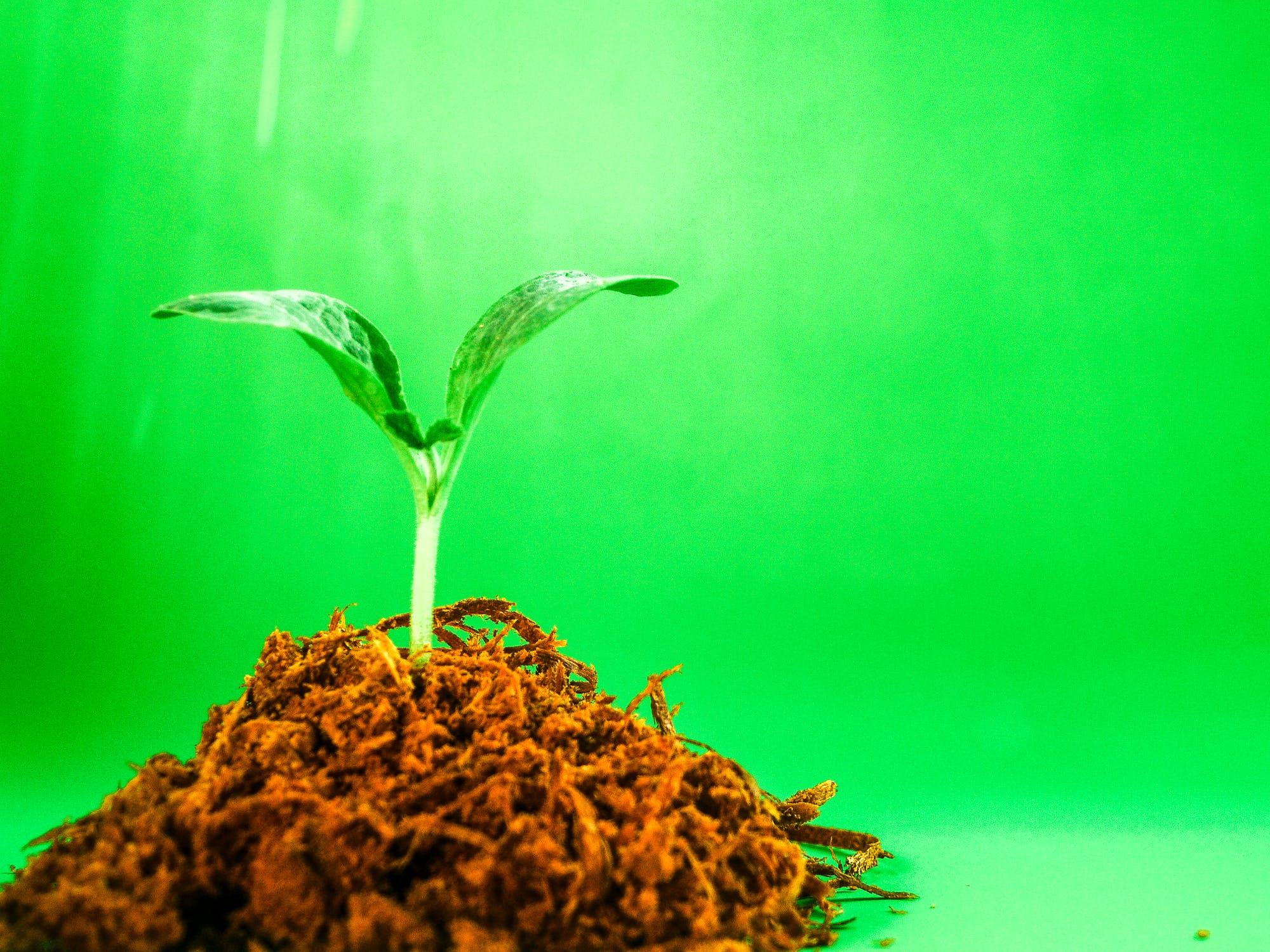 Horticulture Wallpapers - Top Free Horticulture Backgrounds ...