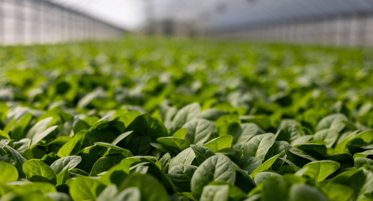 Horticulture Wallpapers - Top Free Horticulture Backgrounds ...