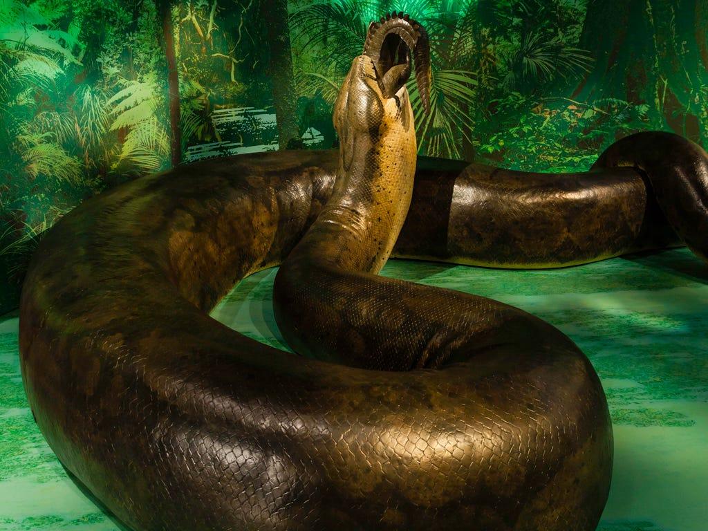 Titanoboa Wallpapers - Top Free Titanoboa Backgrounds - WallpaperAccess Titanoboa Wallpapers - Top Free Titanoboa Backgrounds - WallpaperAccess