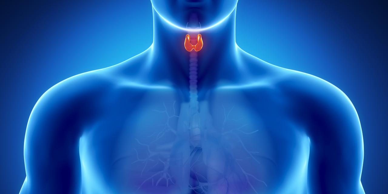 Endocrine Wallpapers - Top Free Endocrine Backgrounds - WallpaperAccess