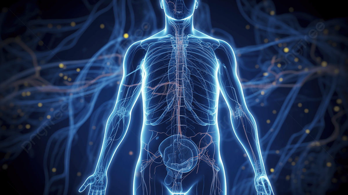 Endocrine Wallpapers - Top Free Endocrine Backgrounds - WallpaperAccess