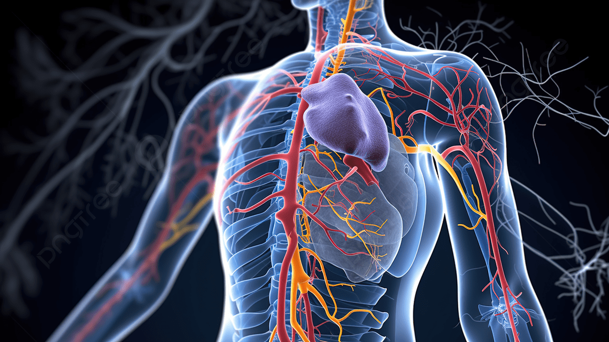 Endocrine Wallpapers - Top Free Endocrine Backgrounds - WallpaperAccess