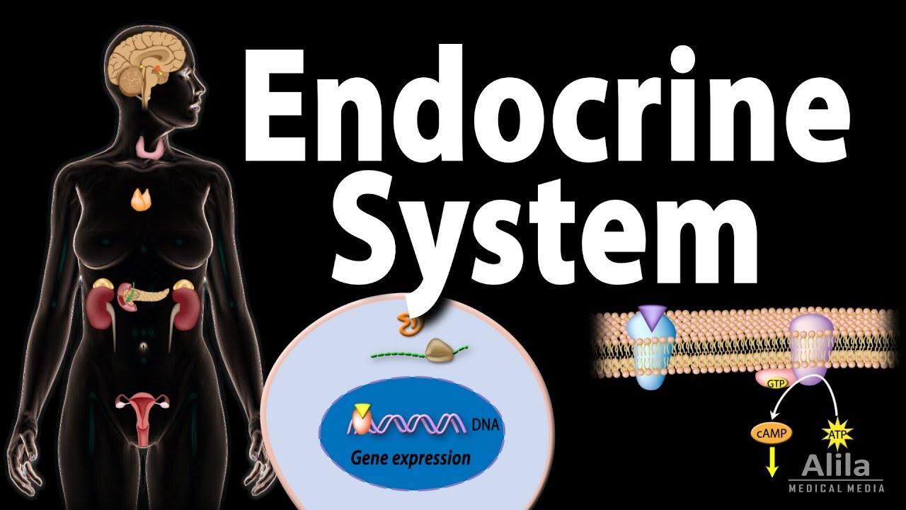 Endocrine Wallpapers - Top Free Endocrine Backgrounds - WallpaperAccess