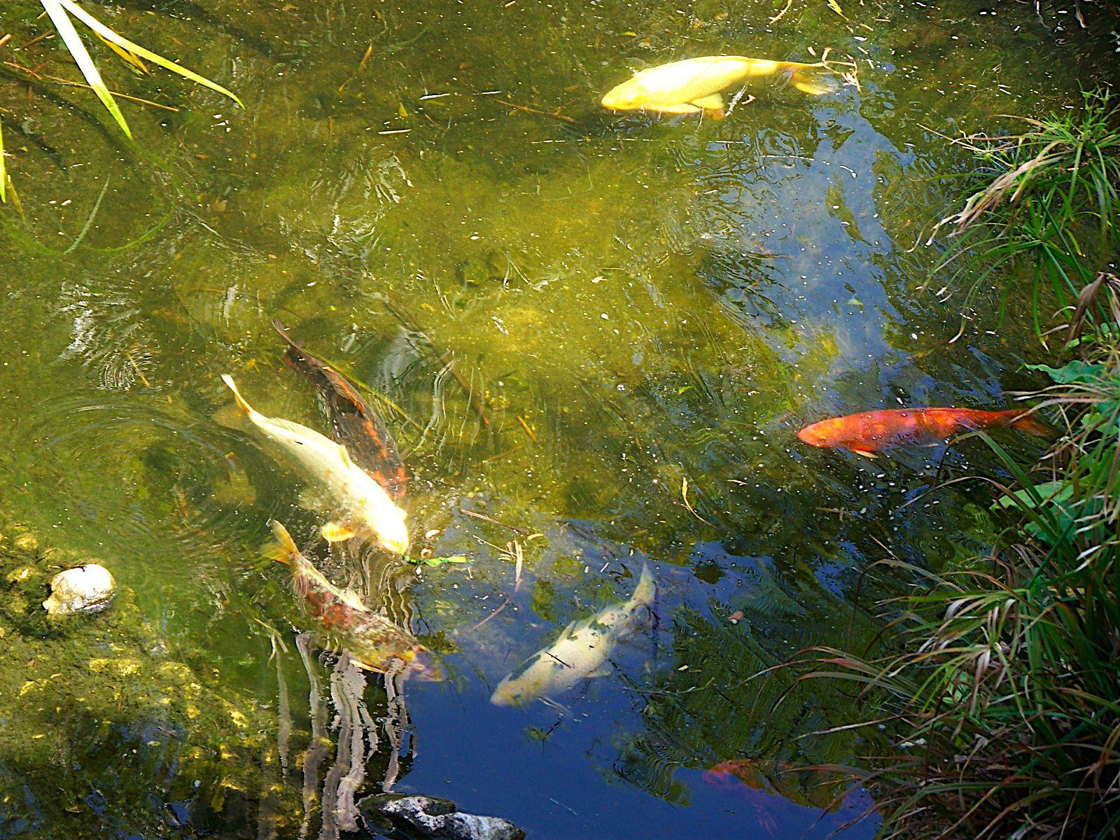 Koi Pond Wallpapers - Top Free Koi Pond Backgrounds - WallpaperAccess