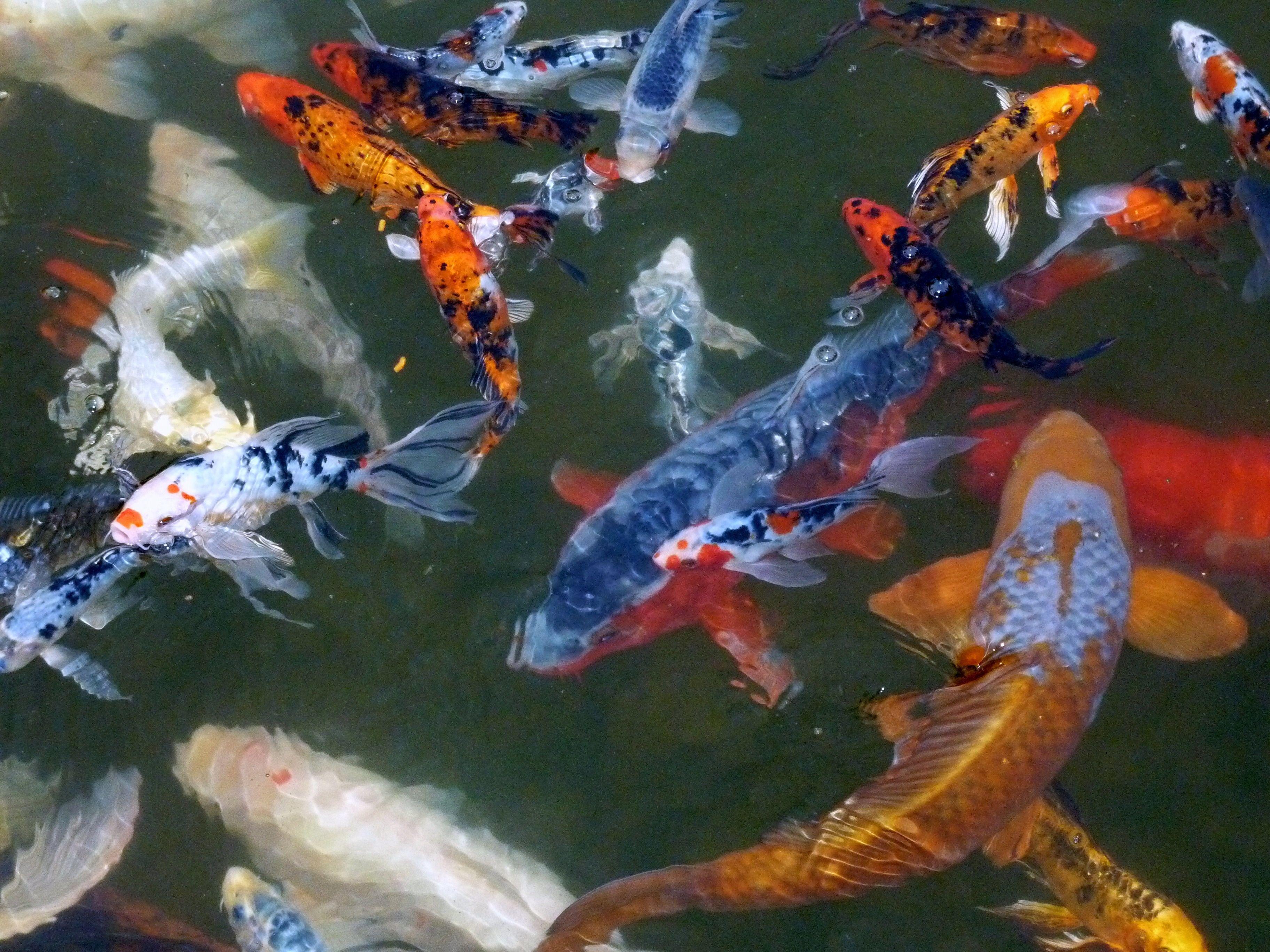 Koi Pond Wallpapers - Top Free Koi Pond Backgrounds - WallpaperAccess