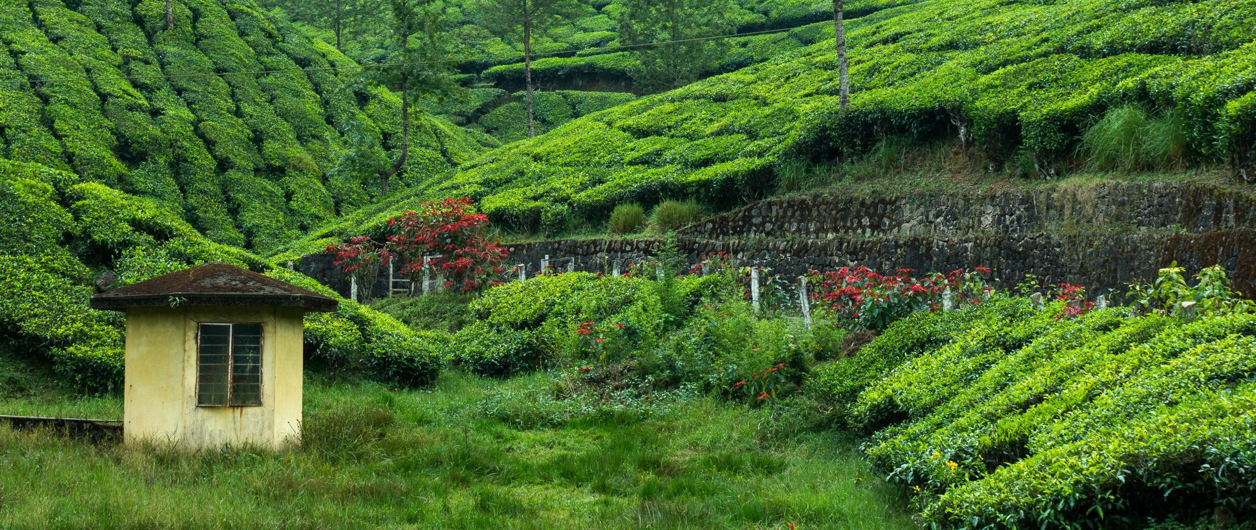 Green Area Wallpapers - Top Free Green Area Backgrounds - WallpaperAccess