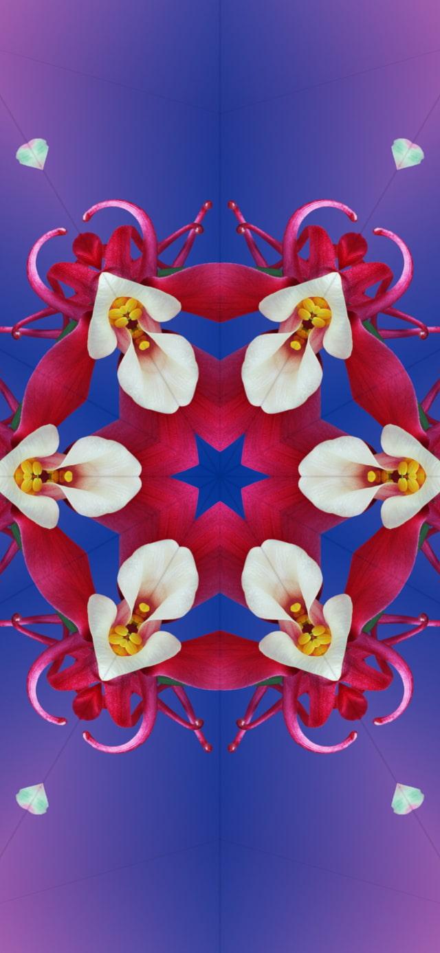 iOS 17 Wallpapers - Top Free iOS 17 Backgrounds - WallpaperAccess