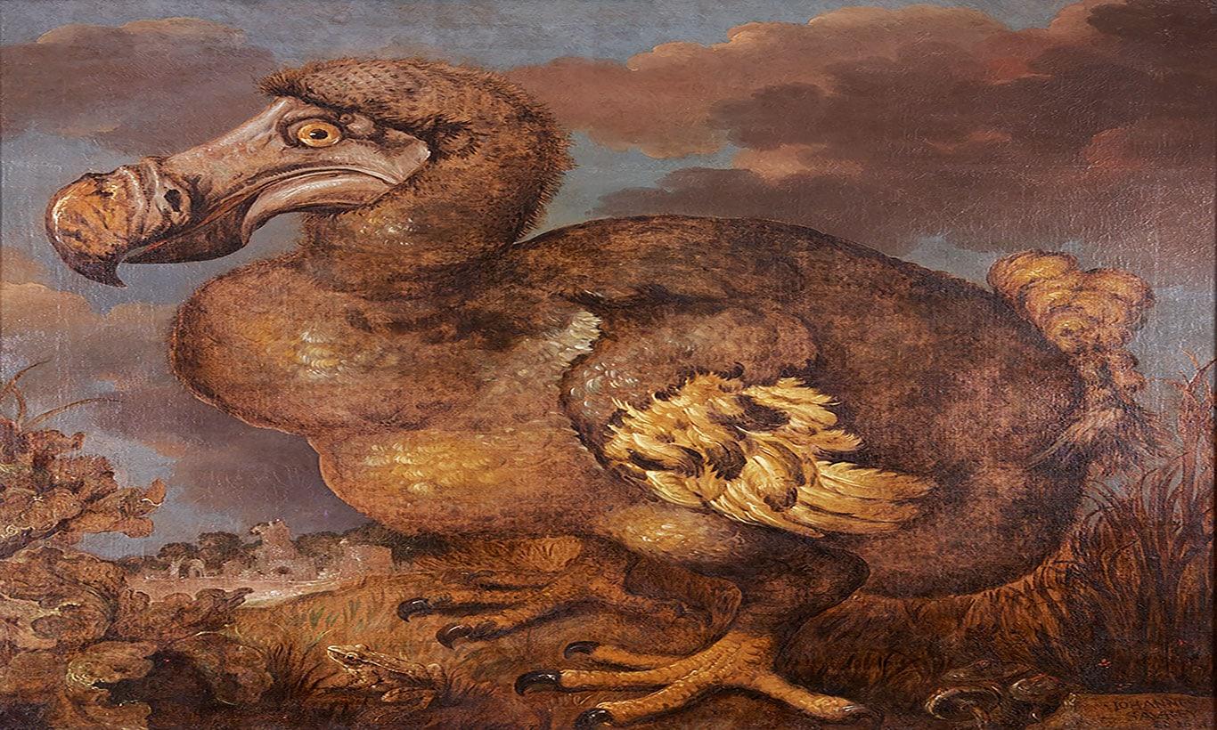 Dodo Wallpapers - Top Free Dodo Backgrounds - WallpaperAccess