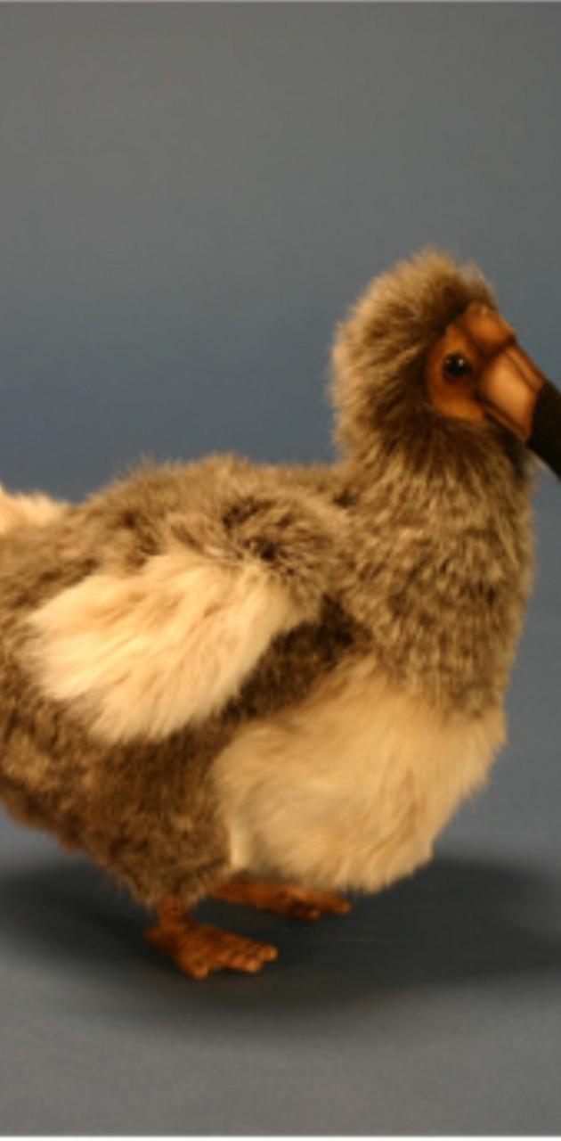 Dodo Wallpapers - Top Free Dodo Backgrounds - WallpaperAccess