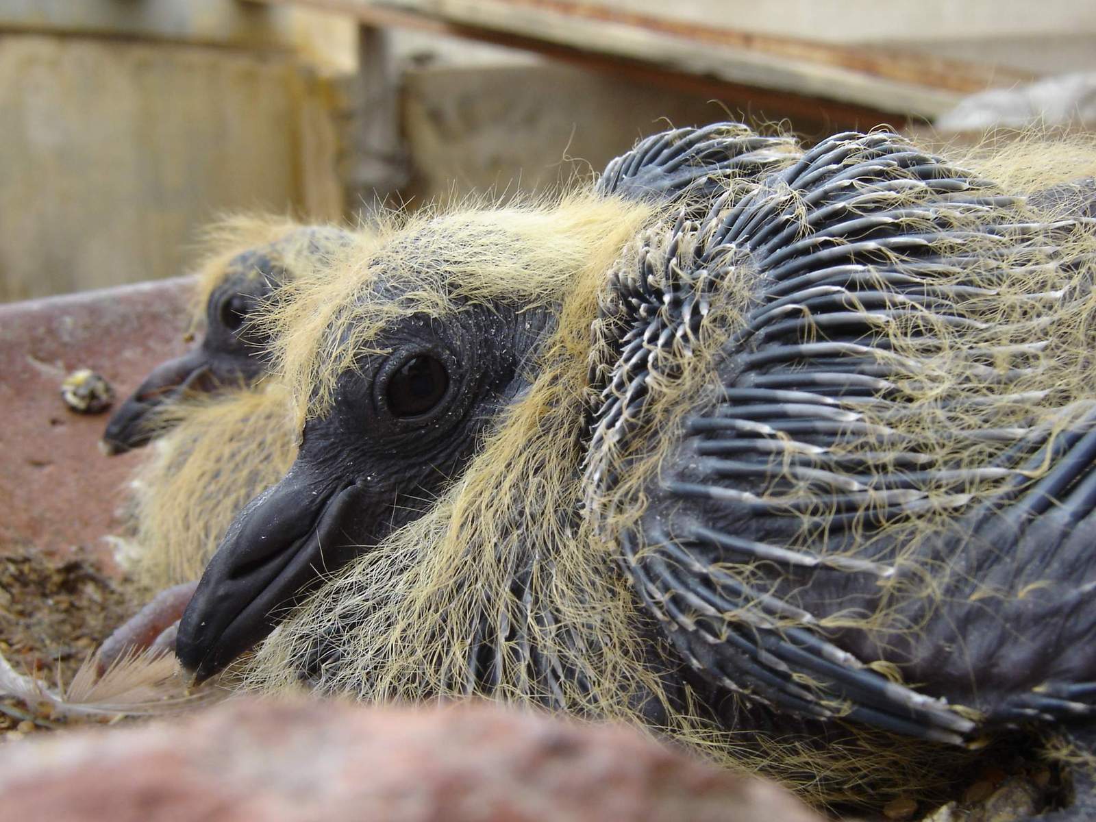 Dodo Wallpapers - Top Free Dodo Backgrounds - WallpaperAccess