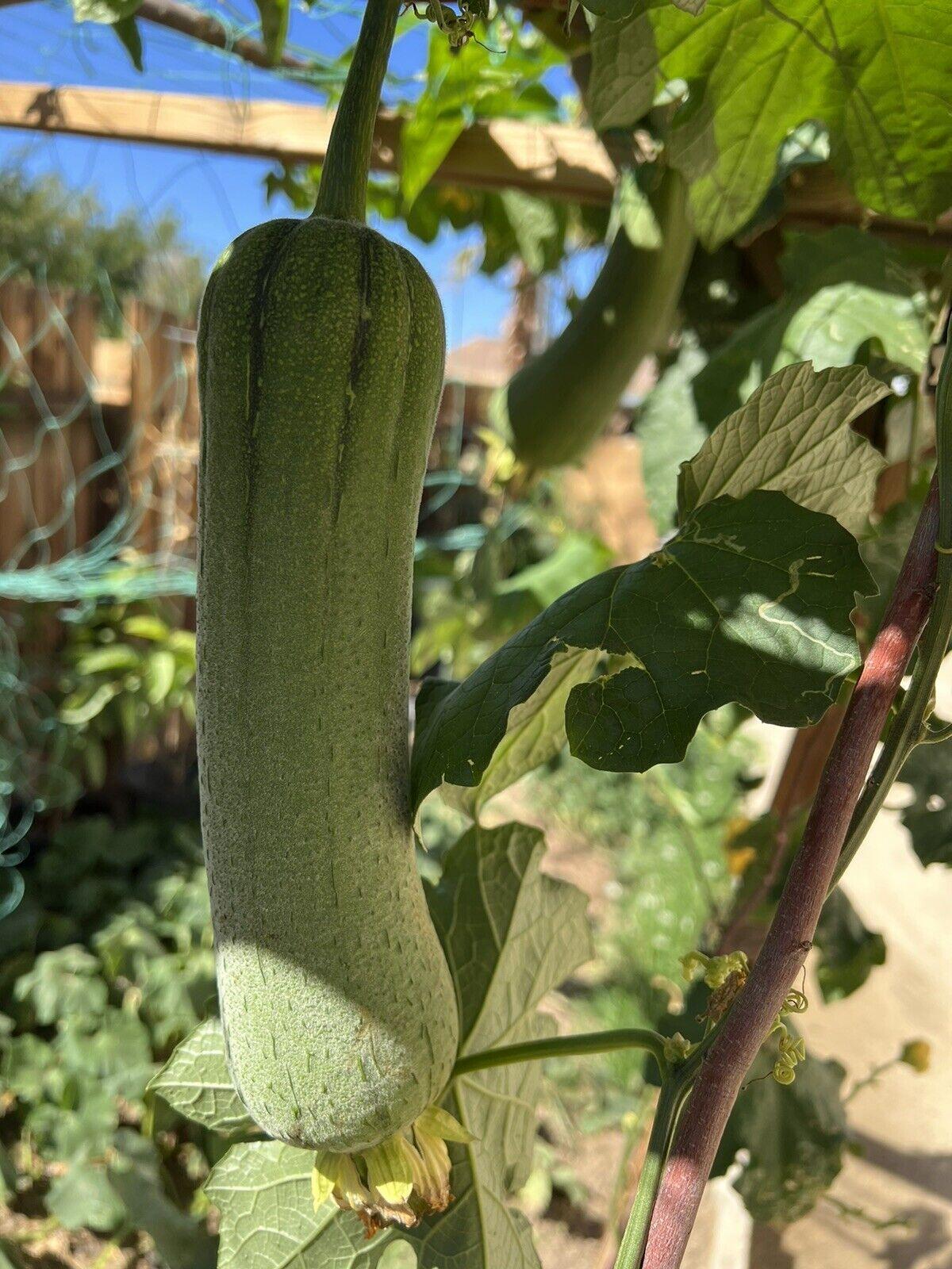 Luffa Wallpapers - Top Free Luffa Backgrounds - WallpaperAccess