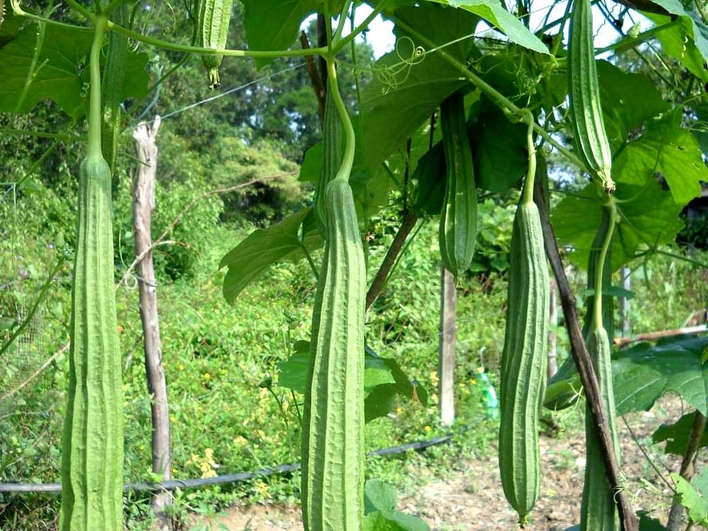 Luffa Wallpapers - Top Free Luffa Backgrounds - WallpaperAccess