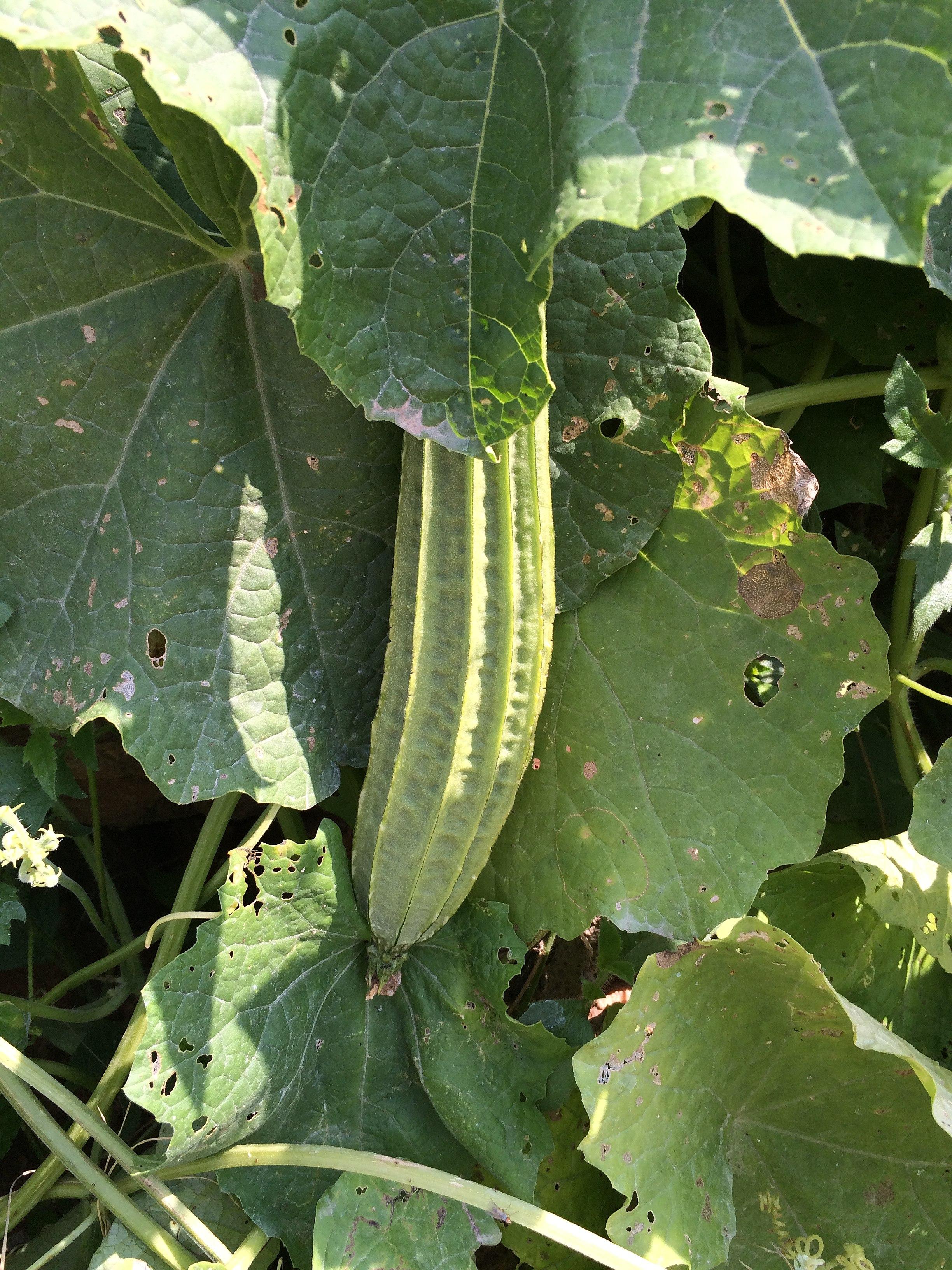 Luffa Wallpapers - Top Free Luffa Backgrounds - WallpaperAccess