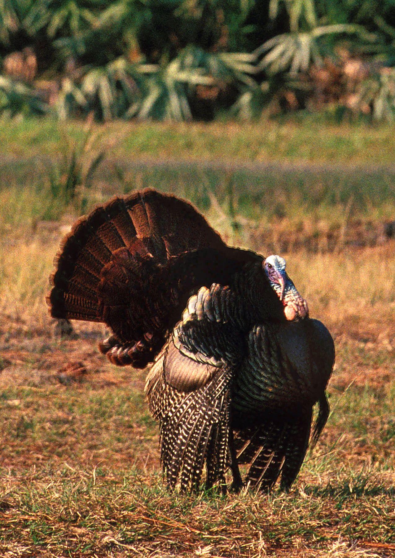 Wild Turkey iPhone Wallpapers - Top Free Wild Turkey iPhone Backgrounds ...