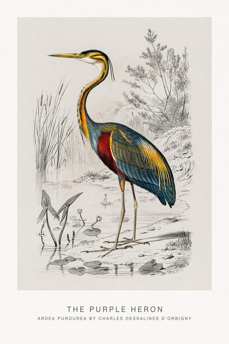 Zoology Wallpapers - Top Free Zoology Backgrounds - WallpaperAccess