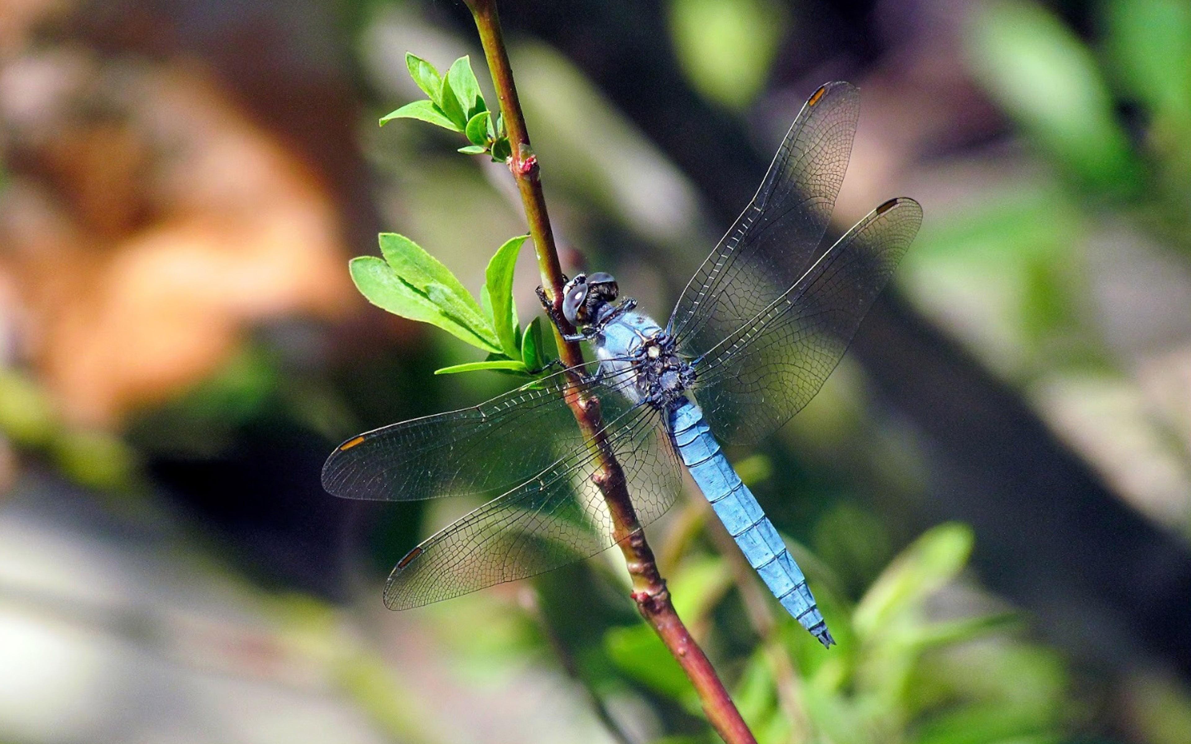 Zoology Wallpapers - Top Free Zoology Backgrounds - WallpaperAccess