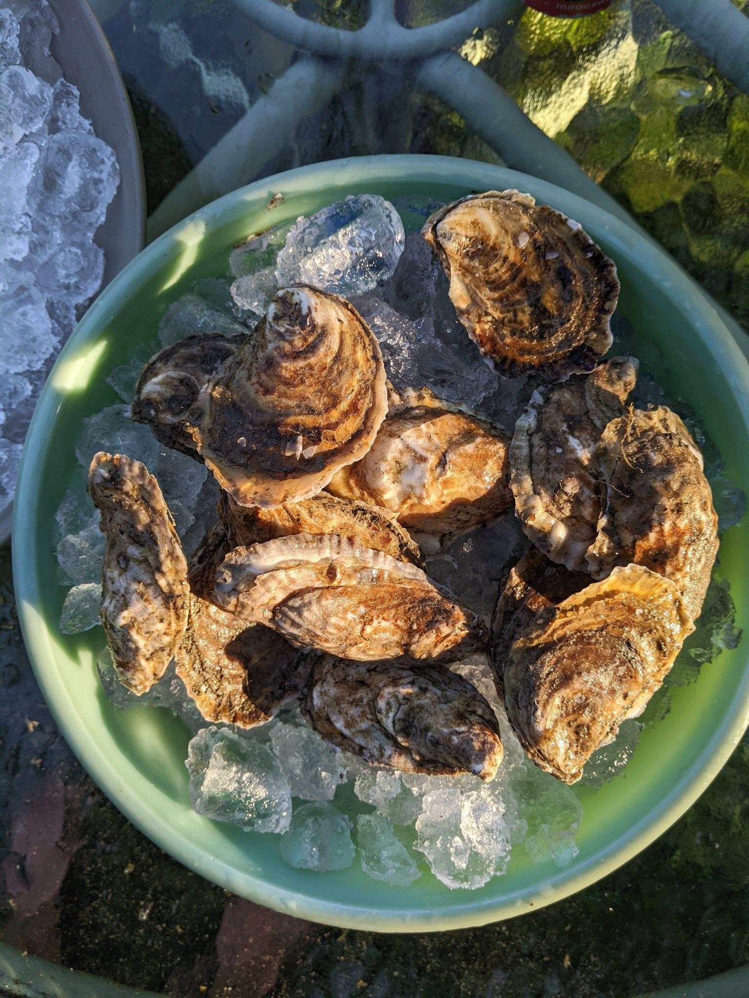 Oysters Wallpapers - Top Free Oysters Backgrounds - WallpaperAccess