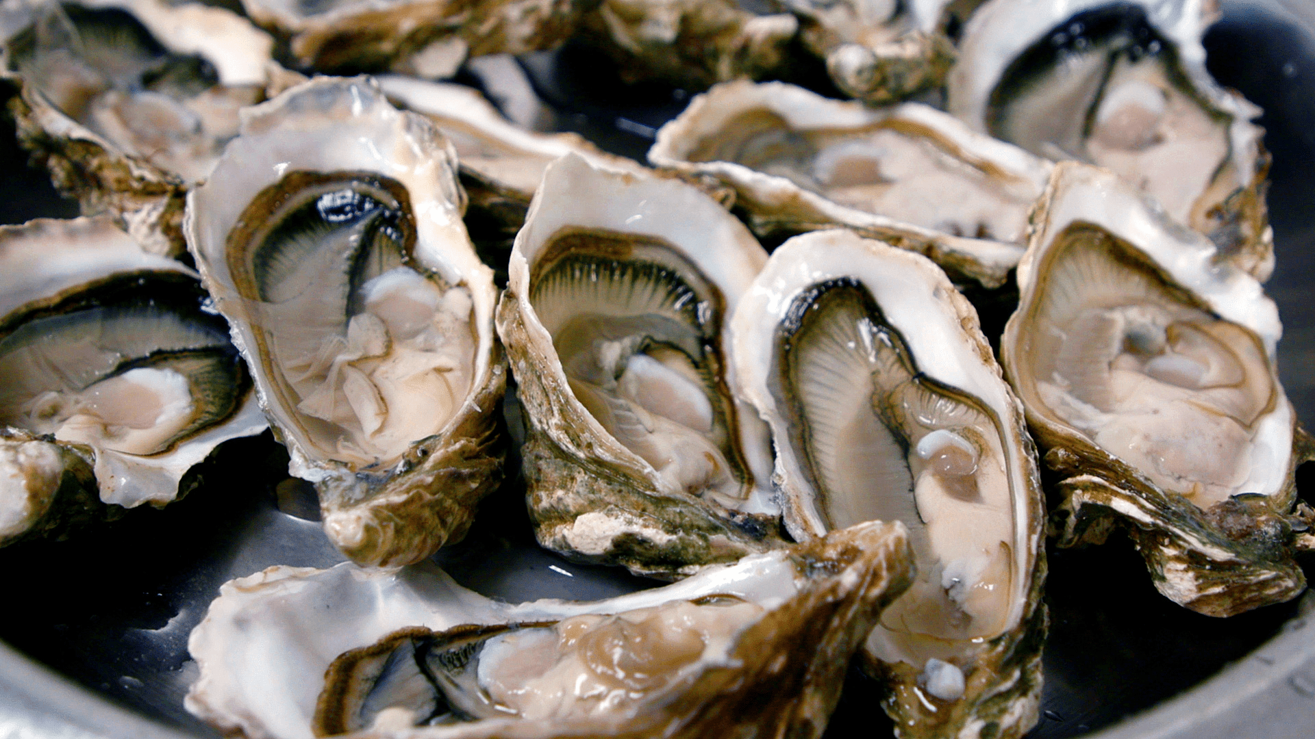 Oysters Wallpapers - Top Free Oysters Backgrounds - WallpaperAccess