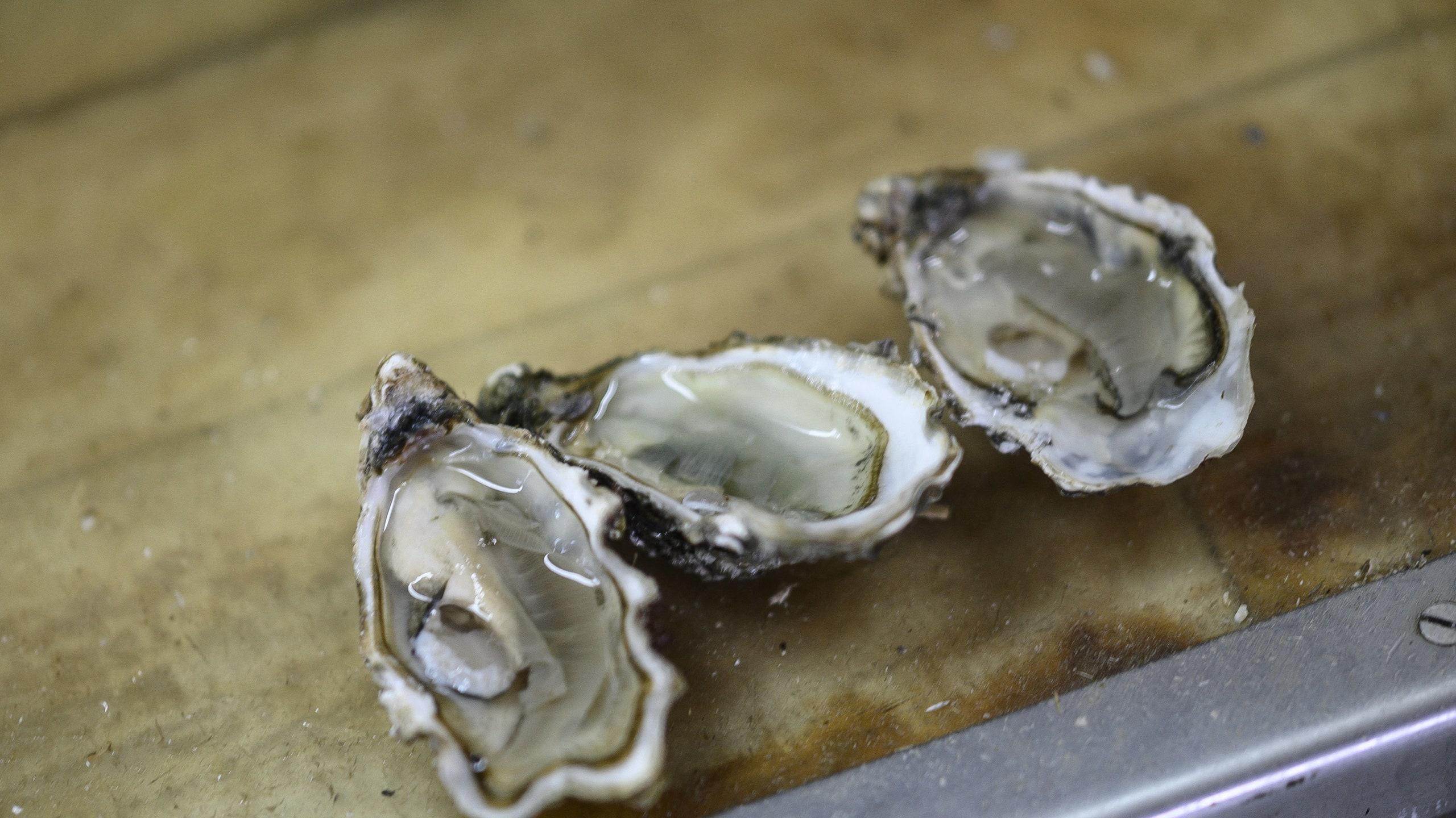 Oysters Wallpapers - Top Free Oysters Backgrounds - WallpaperAccess